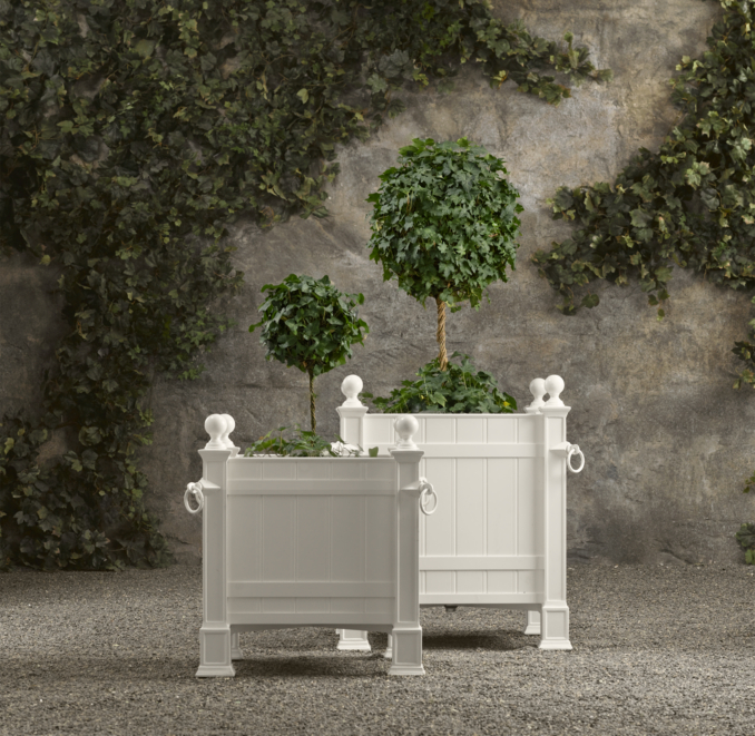 Live Single-Ball Ivy Topiary