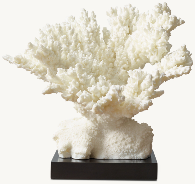 Peruvian Coral Specimen | RH