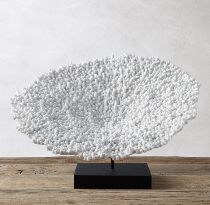 Table Coral Specimen