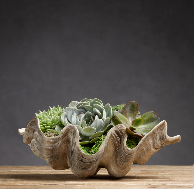 18th C. French Rocaille Clamshell Medium