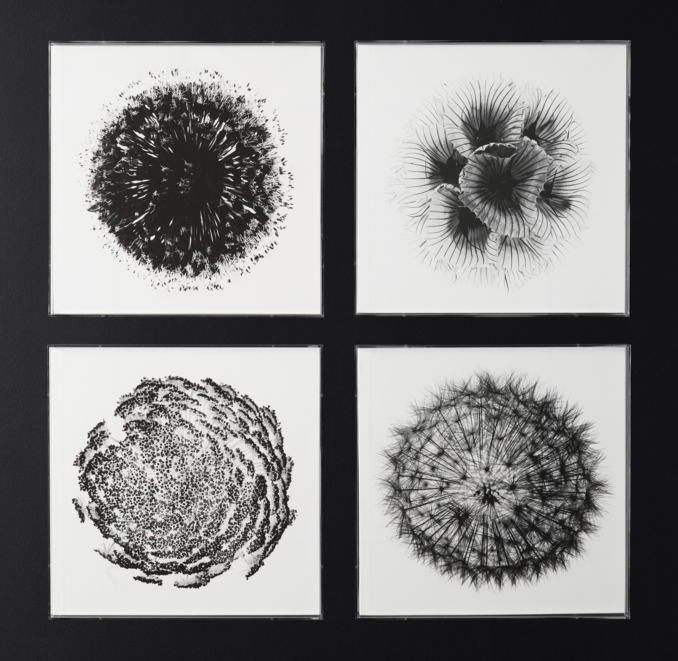 Botanical Specimen Collection