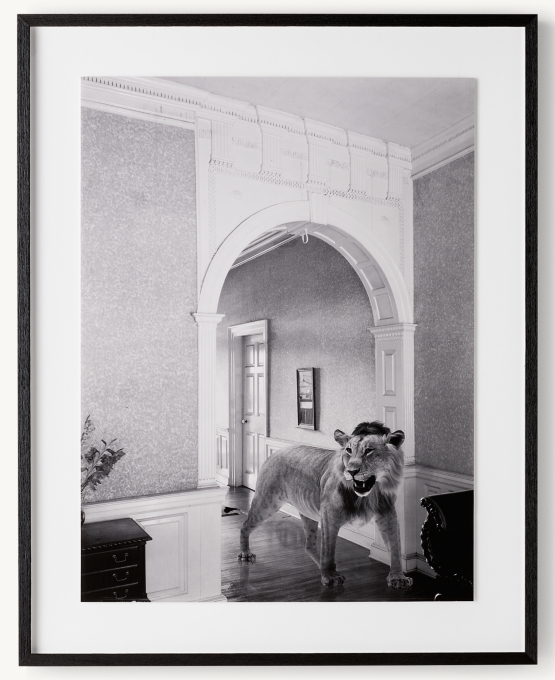 Lion At Home Photography | RH